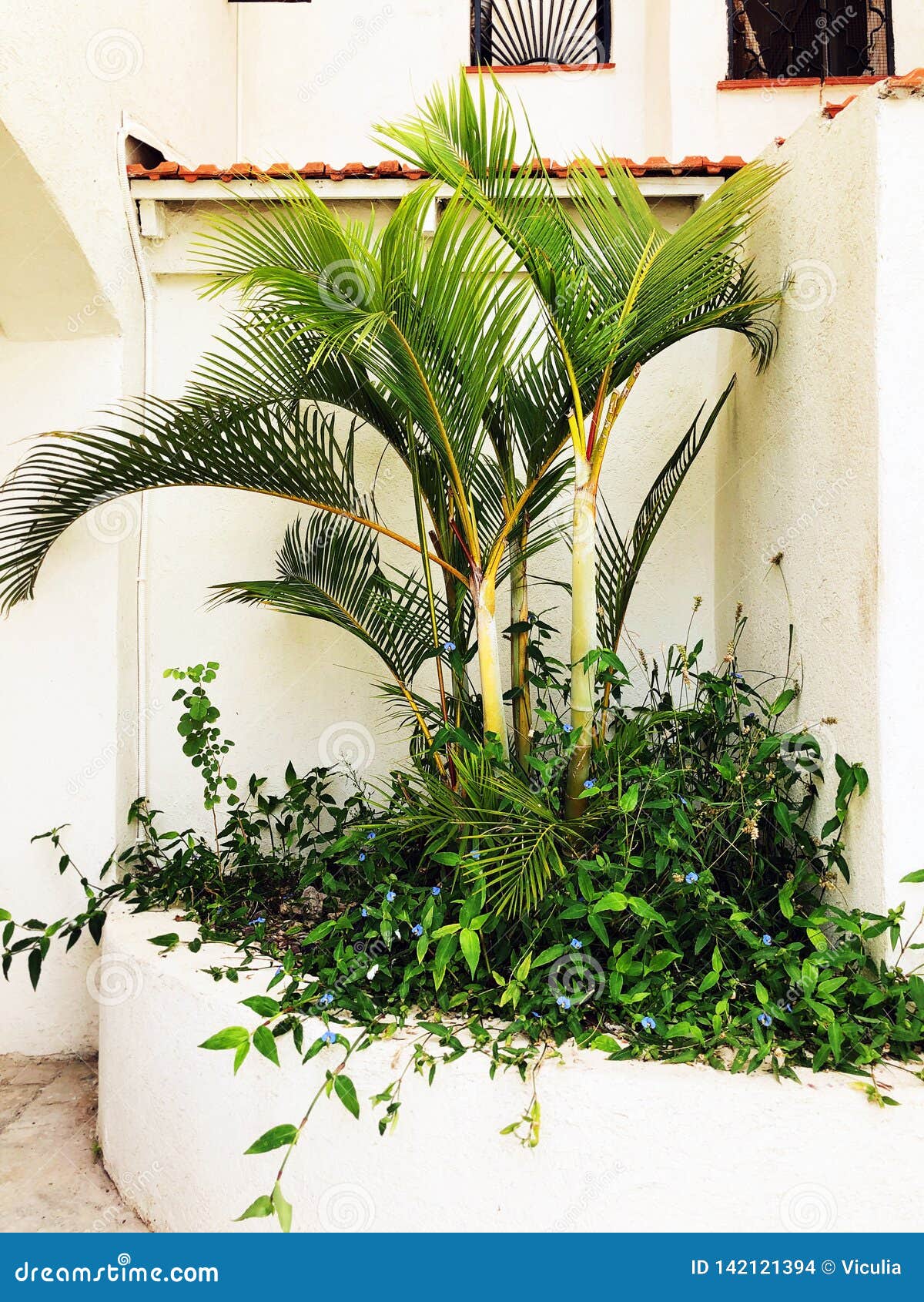 Residential Building with Palm Trees in Front Stock Photo - Image of ...