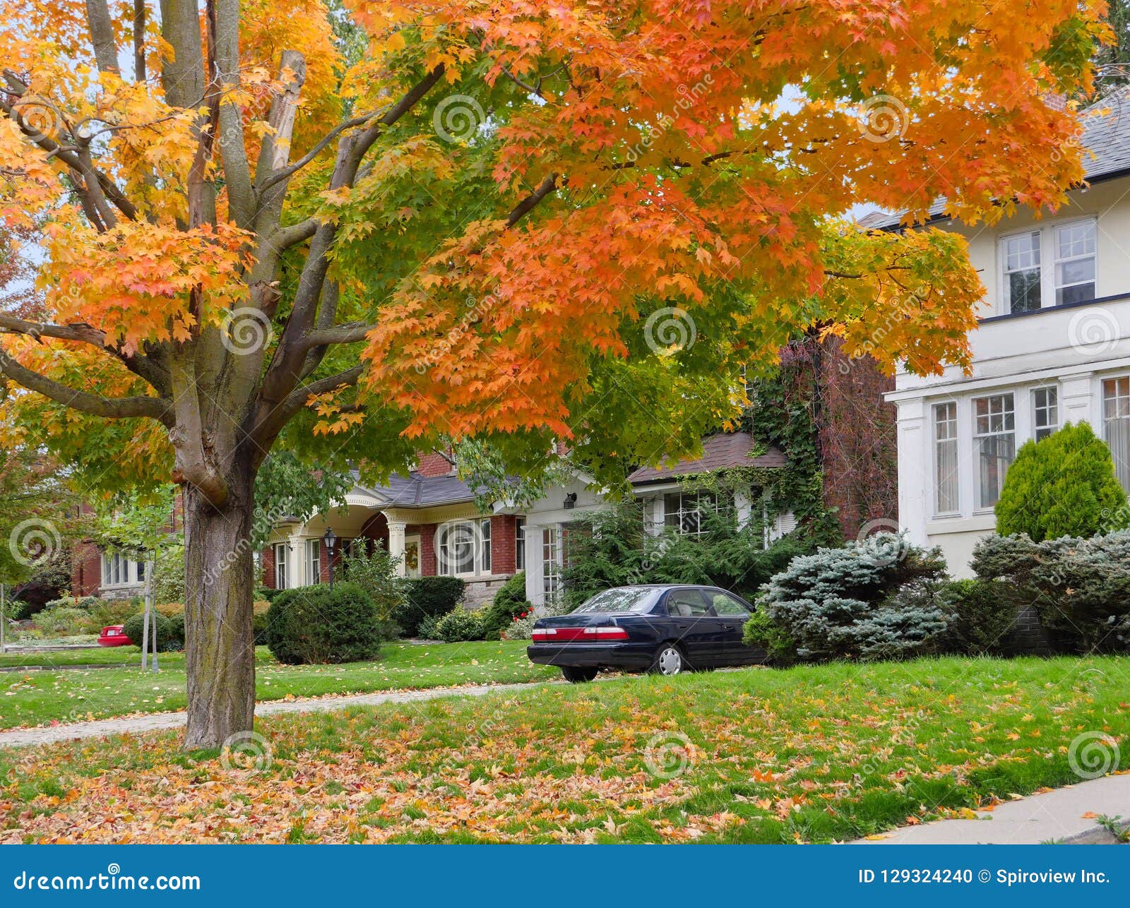 Residential District with Mature Trees Stock Photo - Image of lawn ...