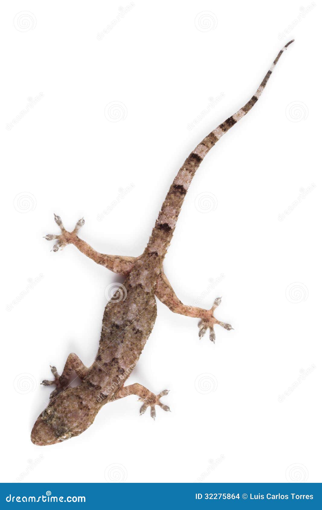 Residential gecko stock photo. Image of crawling, habitat - 32275864