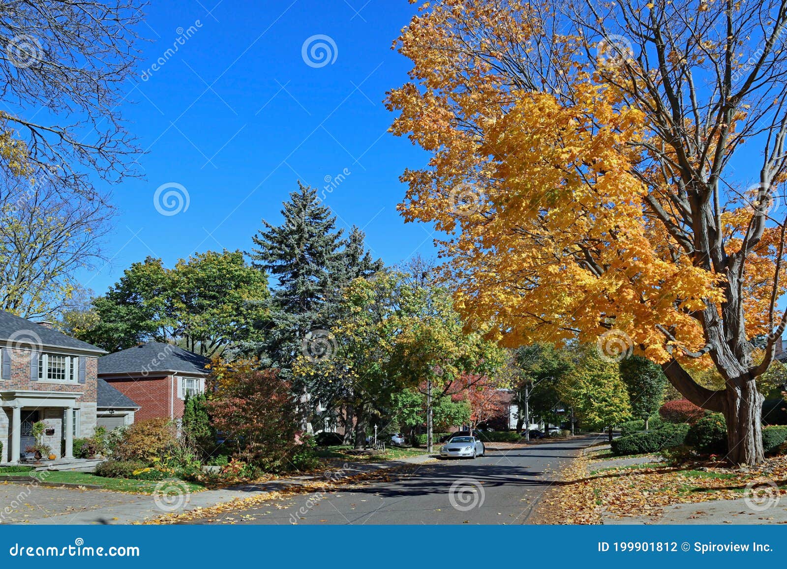 Residential Street with Maple Tree in Fall Colors Stock Photo - Image ...