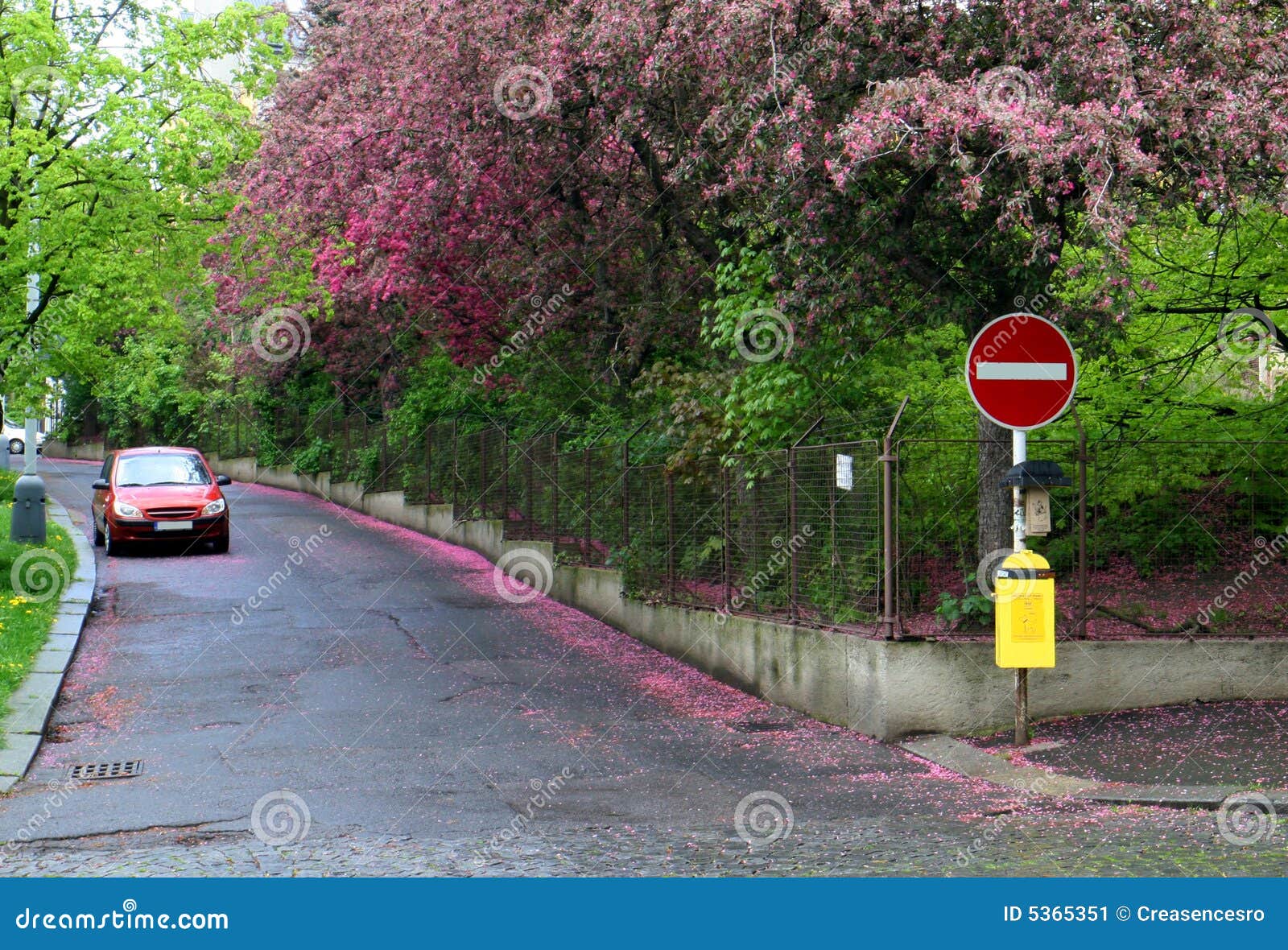 Residential Street in Spring Stock Image - Image of blossom, park: 5365351
