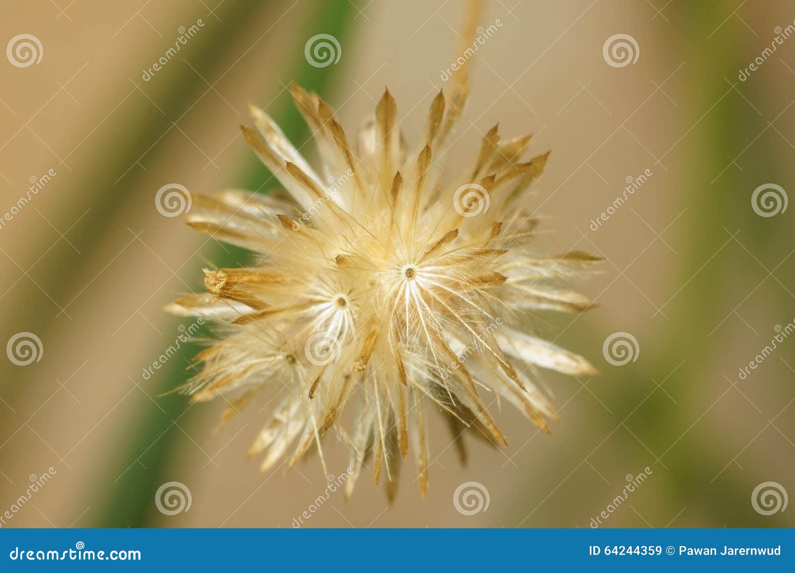 Residual Fruit of Tridax Daisy Stock Image - Image of closeup, field ...