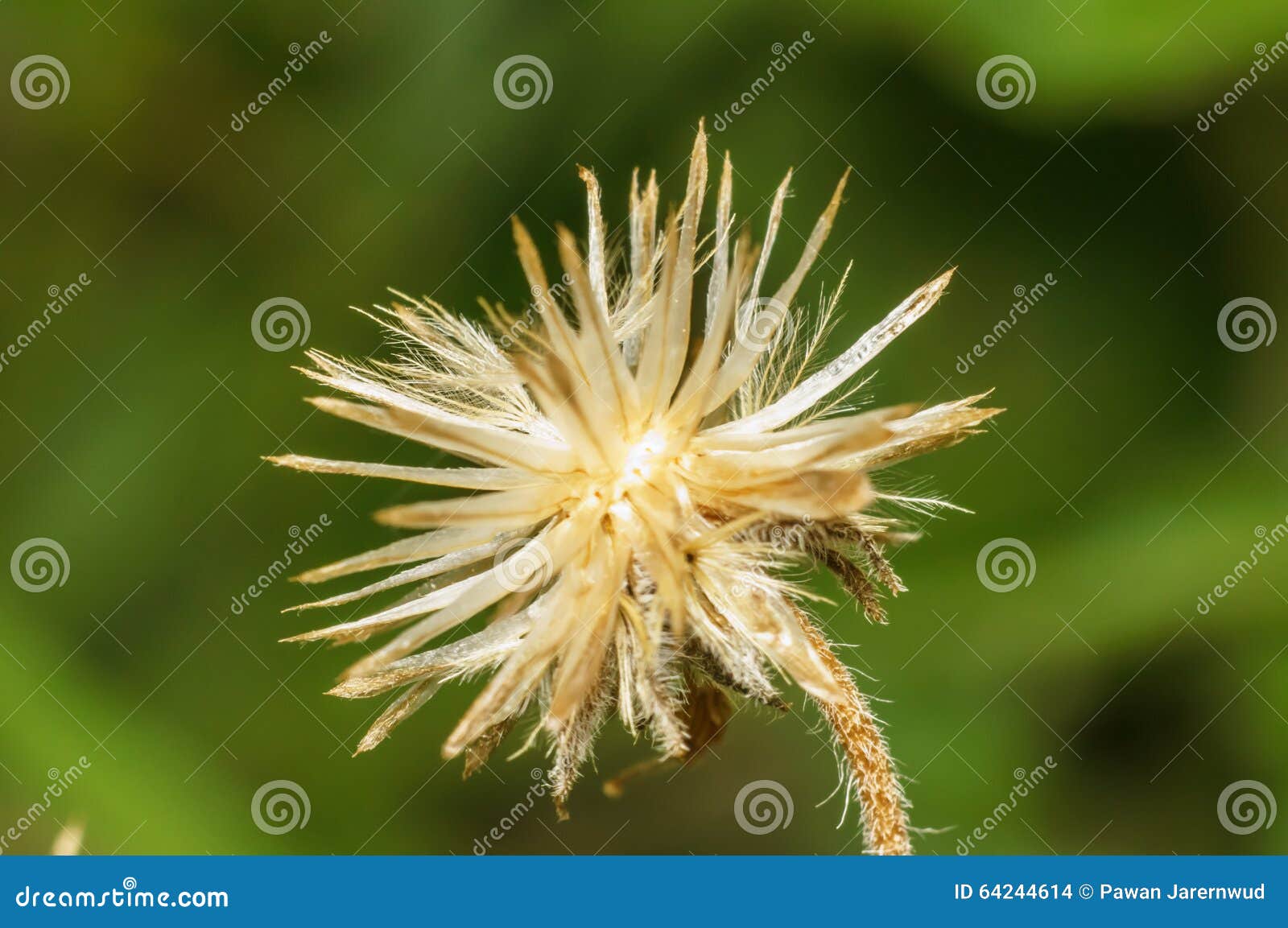 Residual Fruit Of Tridax Procumbens L. After Achene Dispersal Royalty ...