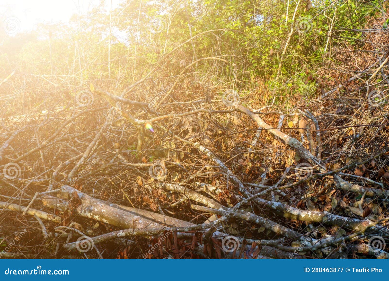 Deforestation stock image. Image of deforestation, autumn - 288463877