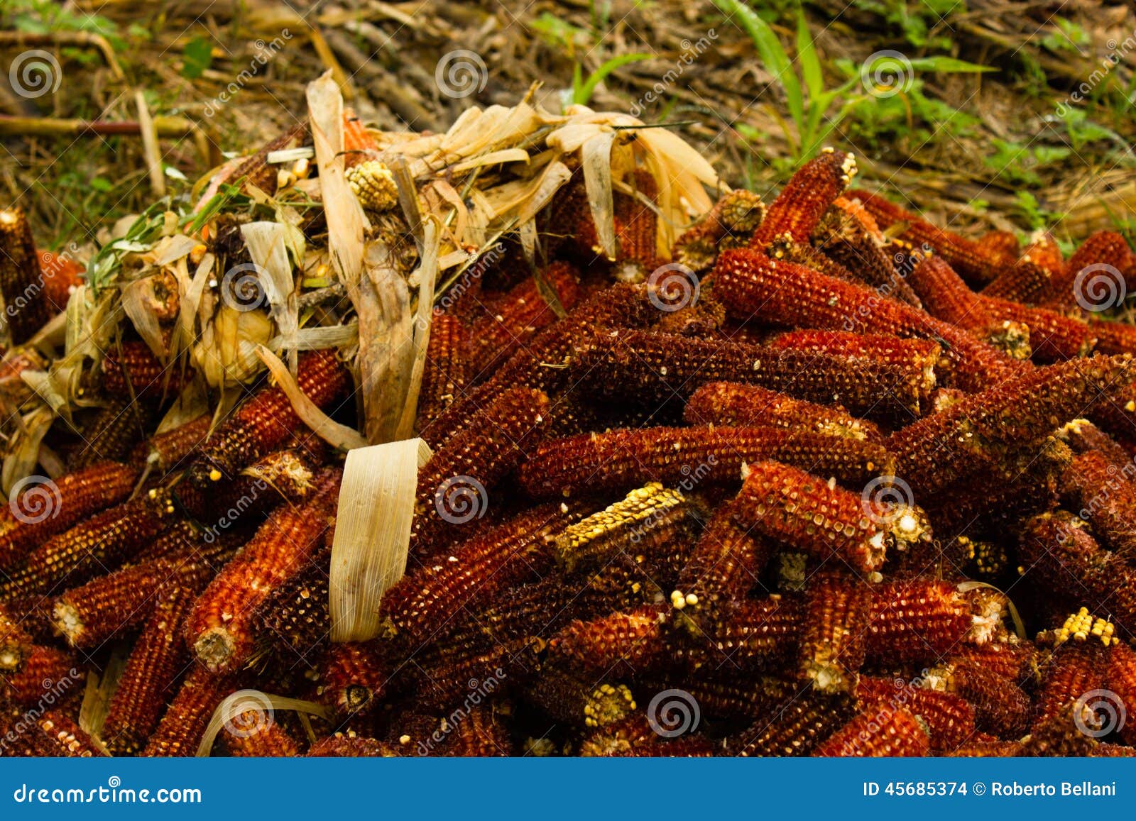 Residue of corn stock photo. Image of nature, agricultural - 45685374