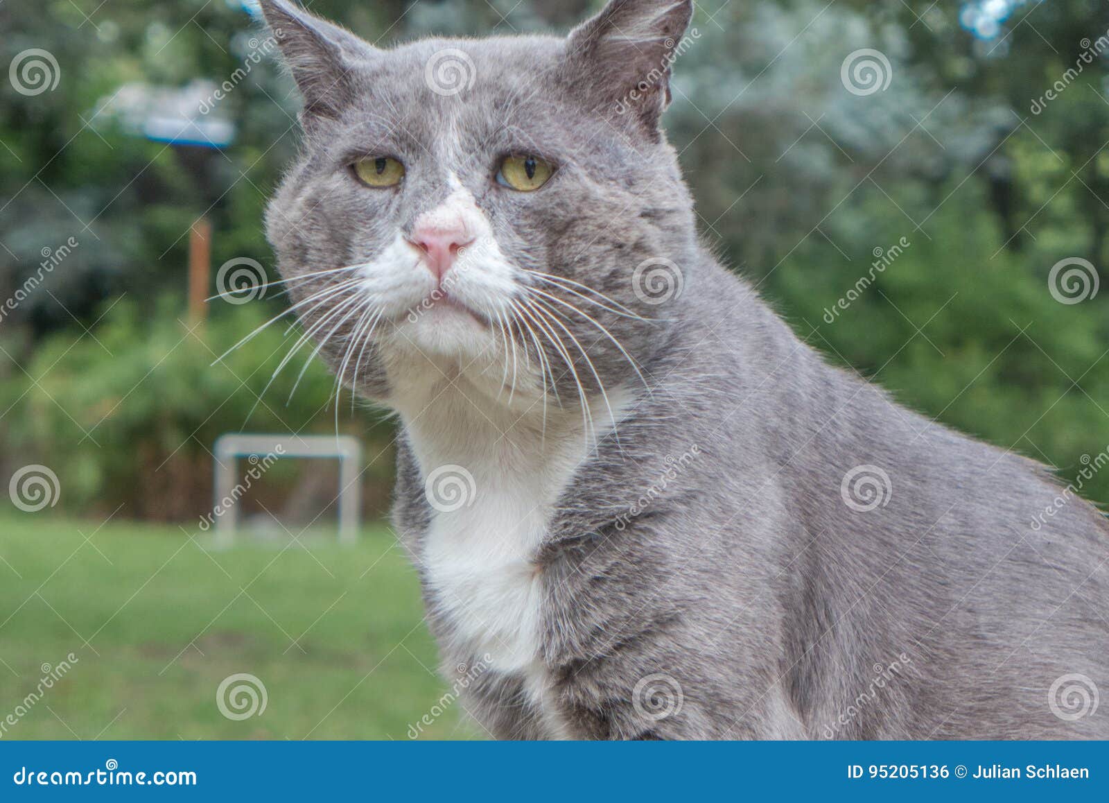 A resigned old cat. stock photo. Image of animal, experienced - 95205136