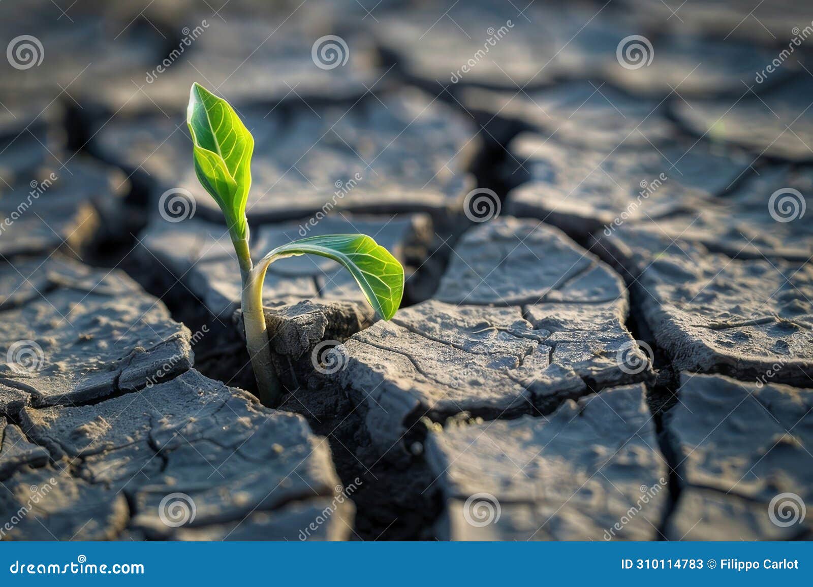 Resilience in Drought stock illustration. Illustration of hardship ...