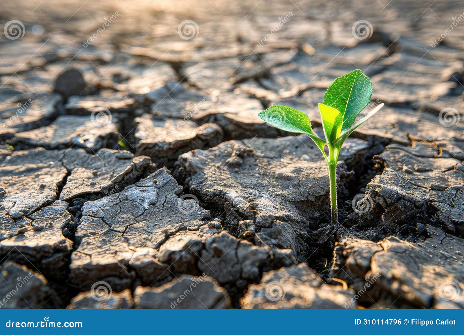 Resilience in Drought stock illustration. Illustration of survival ...