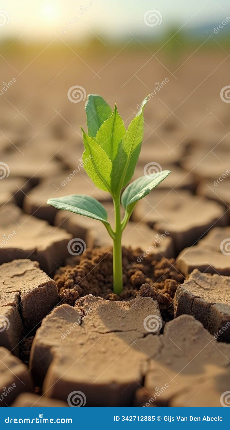 Resilient Green Sprout in Parched Field Symbolizing Hope Stock ...