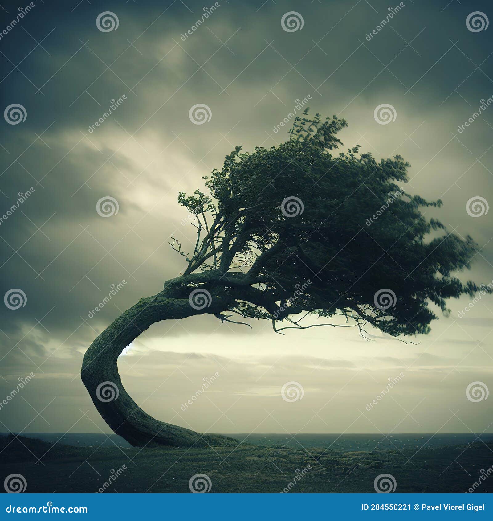 Resilient Lone Tree Bends in the Wind Stock Image - Image of curved ...