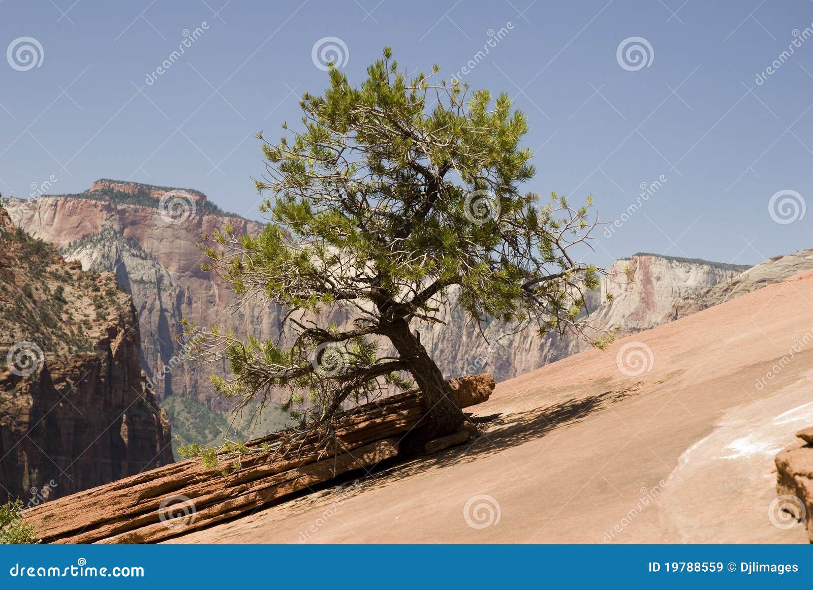 Resilient Tree in the Desert Stock Image - Image of strong, survivor ...