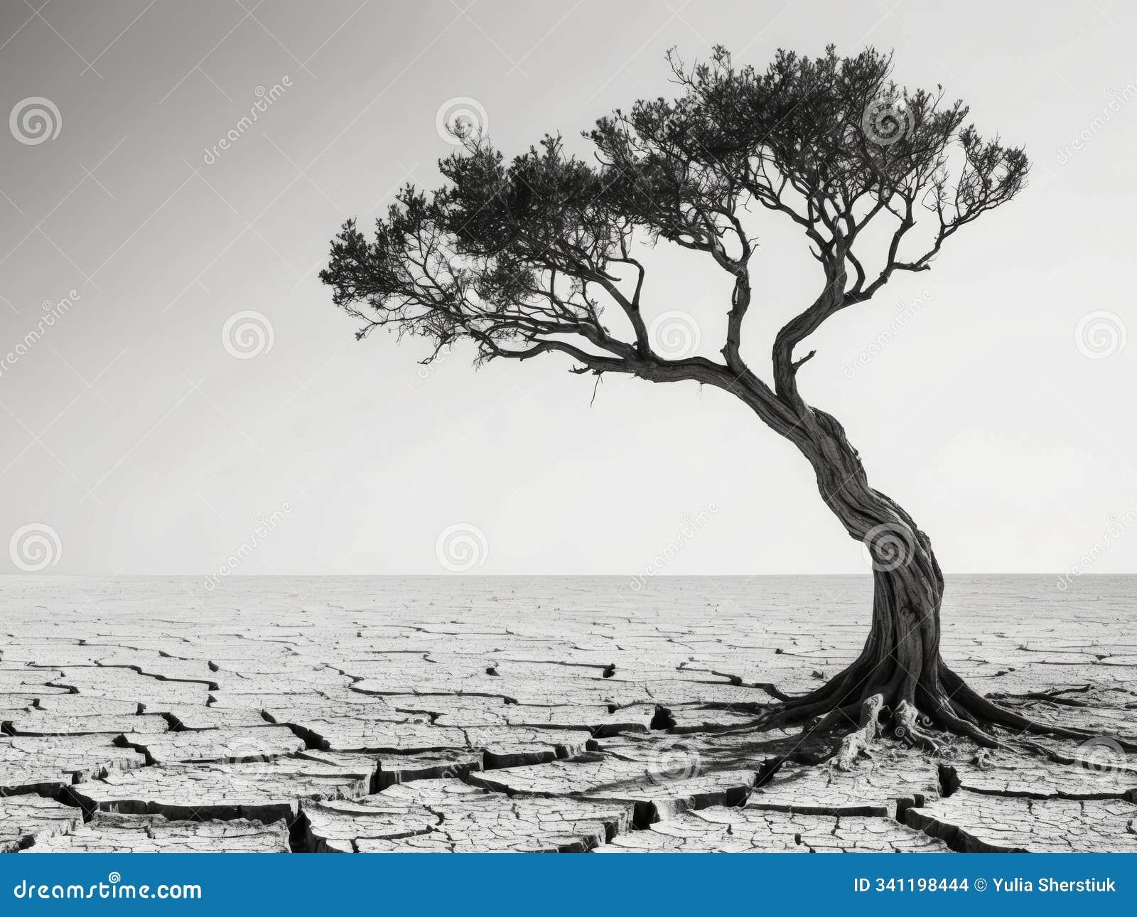 Resilient Tree Growing on Cracked Earth Surface. Stock Photo - Image of ...