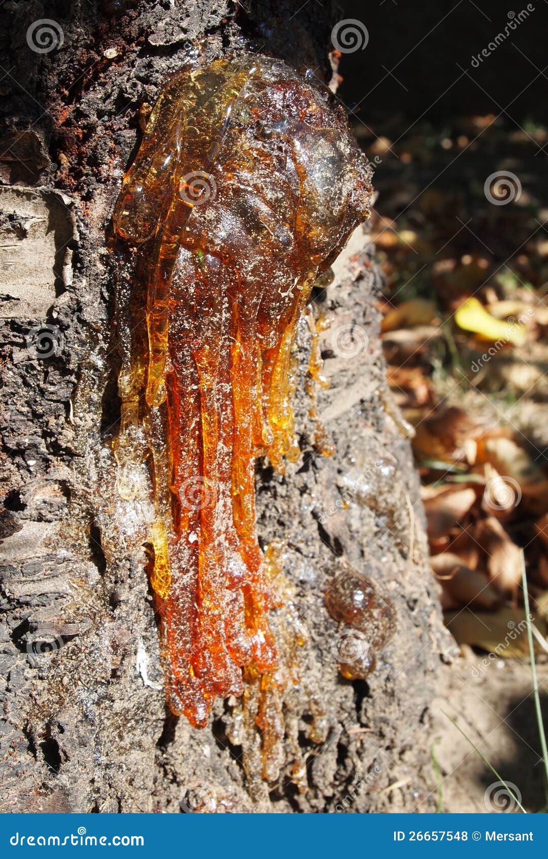 Resin stock photo. Image of forest, trees, plants, protection - 26657548