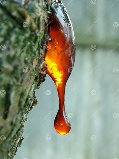 Resin stock photo. Image of close, refract, wood, tree - 799838