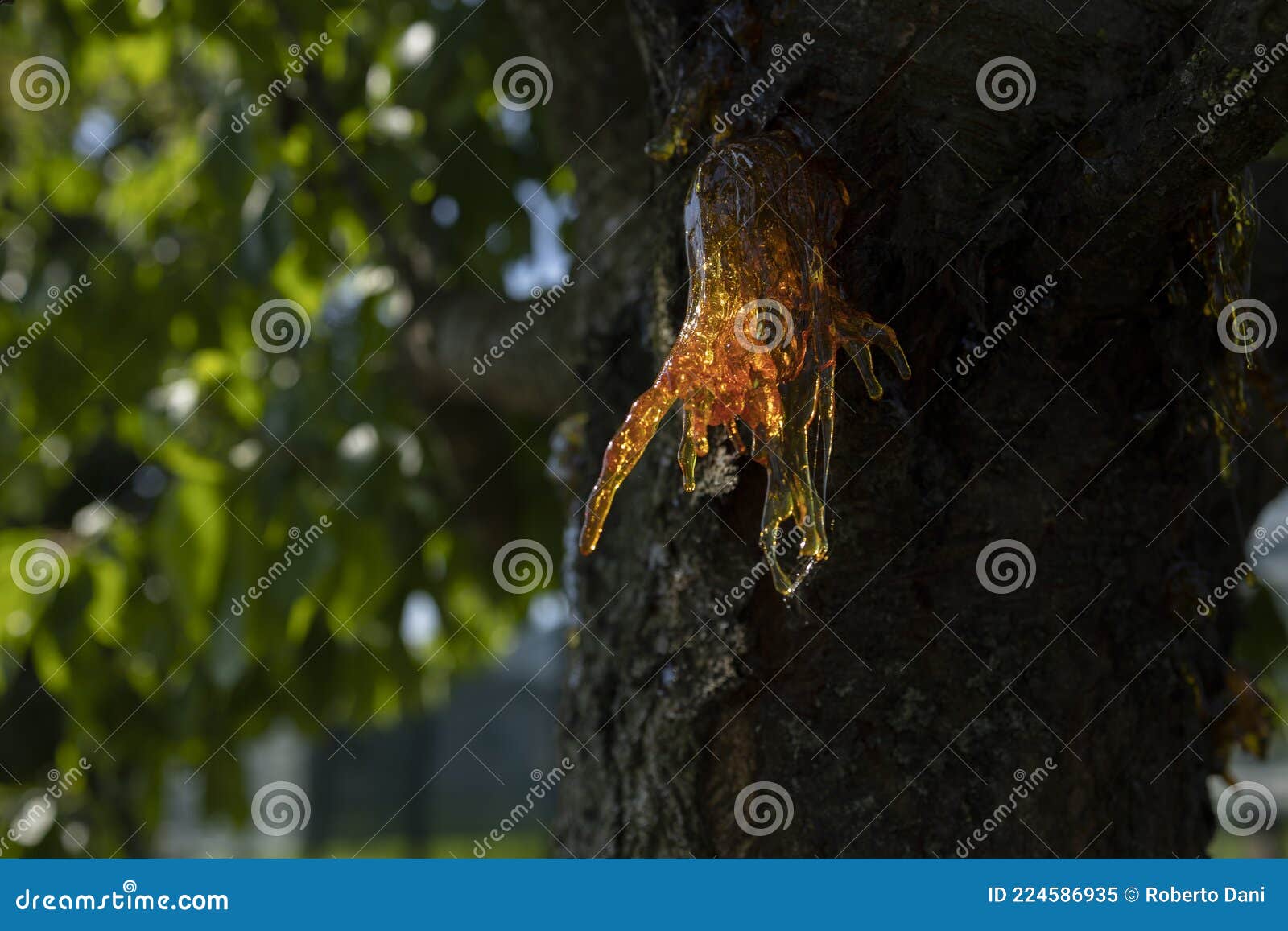 Resin on a cherry tree stock image. Image of closeup - 224586935