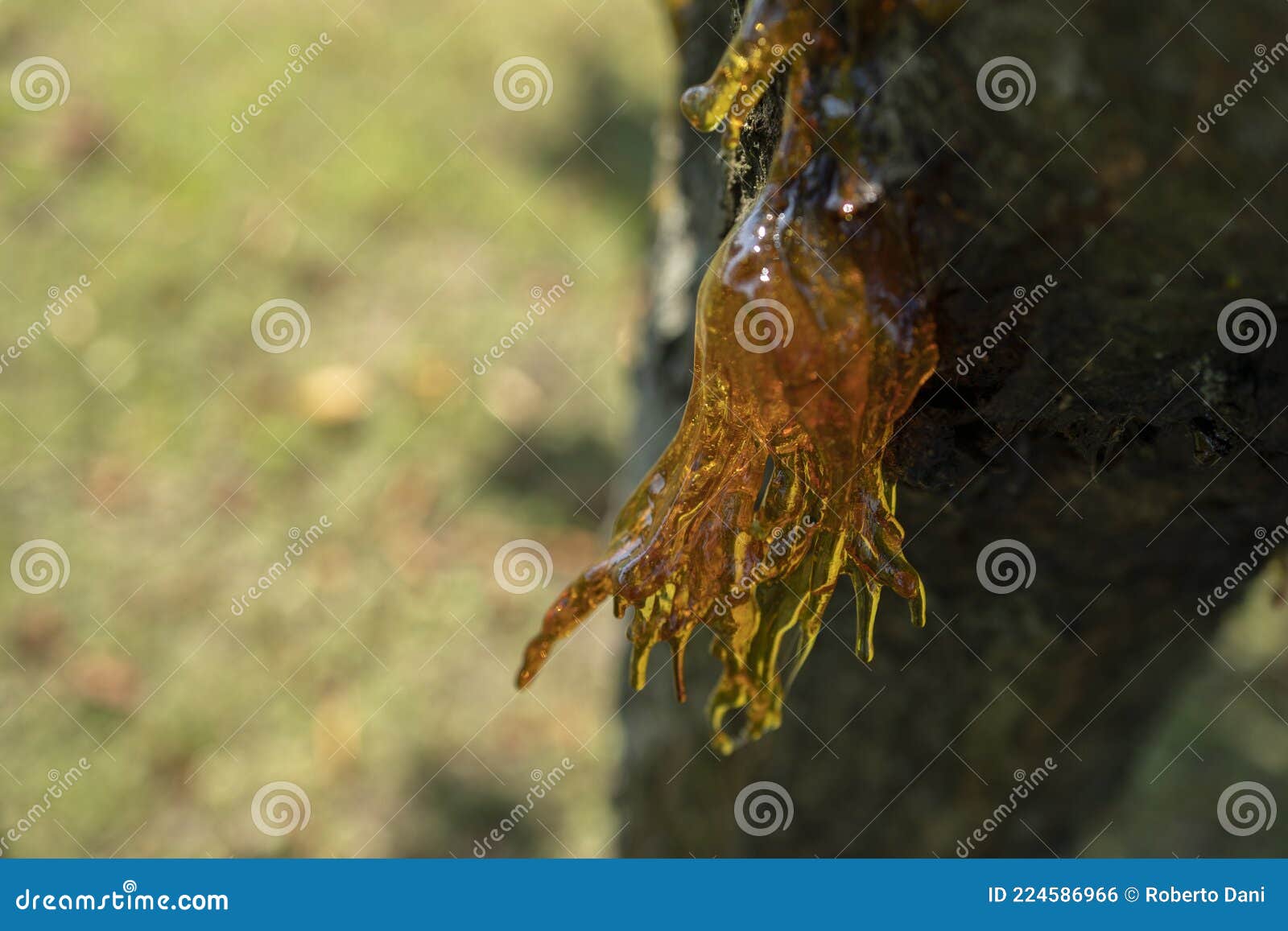 Resin on a cherry tree stock photo. Image of orange - 224586966