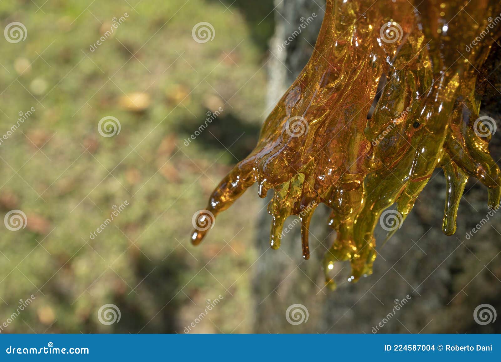 Resin on a cherry tree stock photo. Image of amber, plant - 224587004