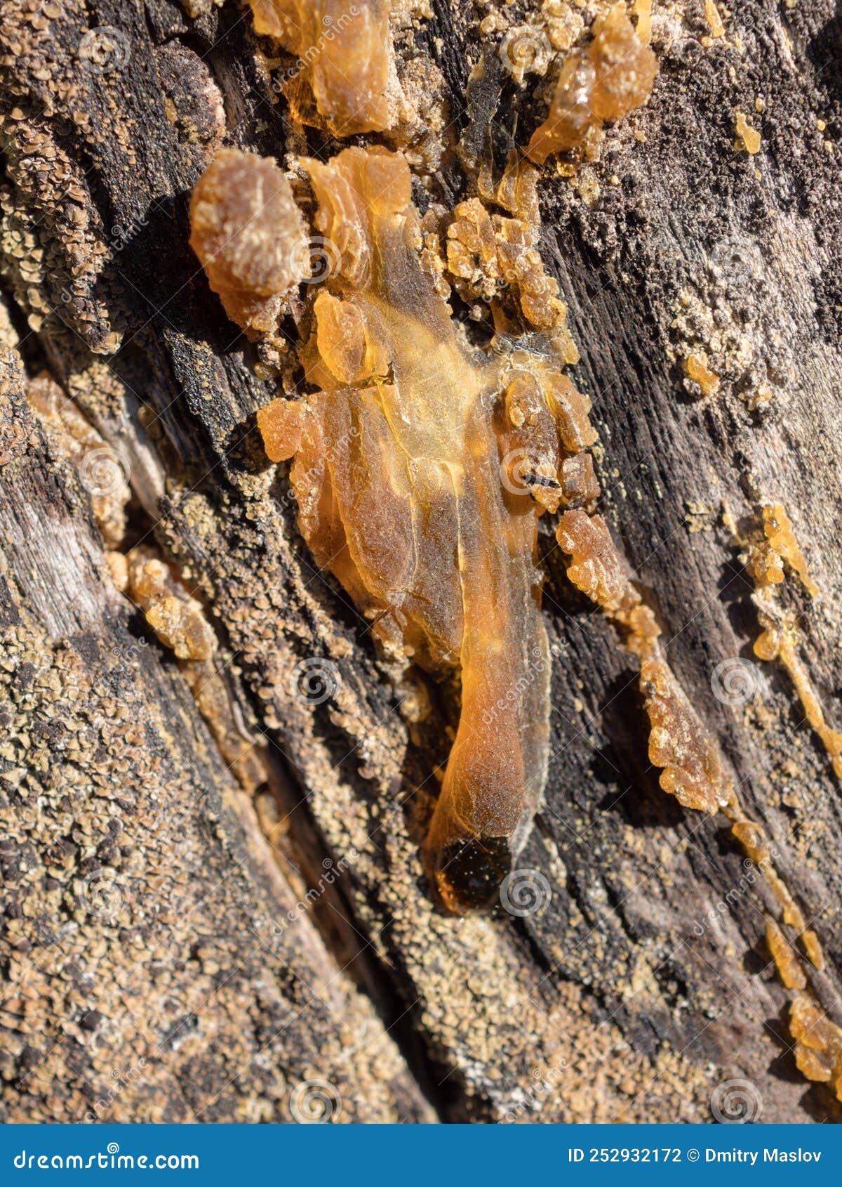 Resin close up stock photo. Image of bright, pine, tree - 252932172