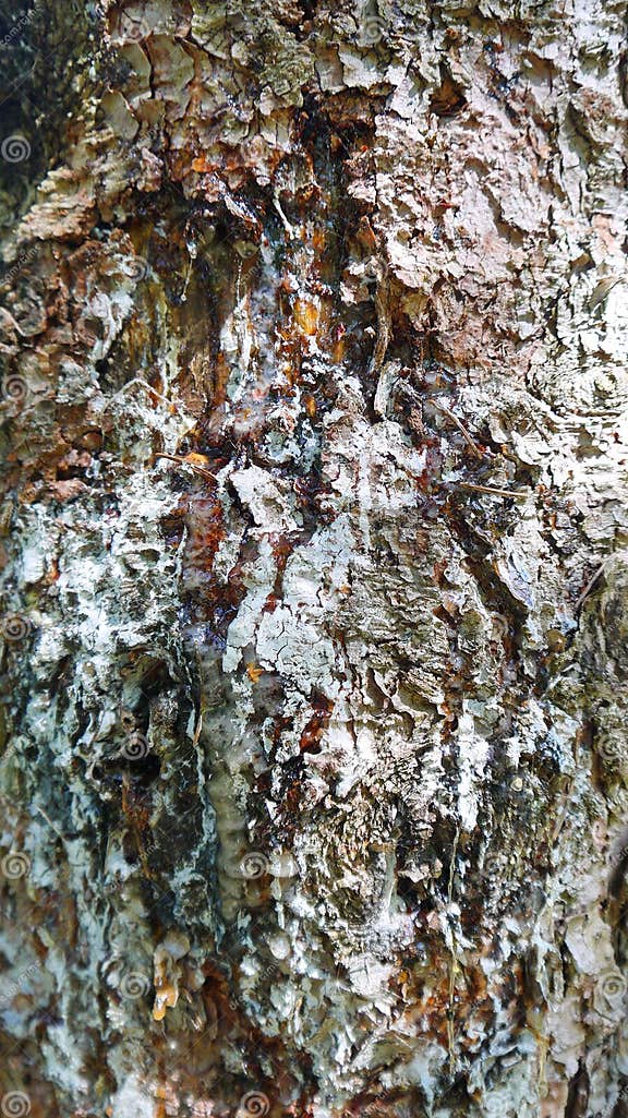 Resin covered pine bark stock photo. Image of nature - 73358914