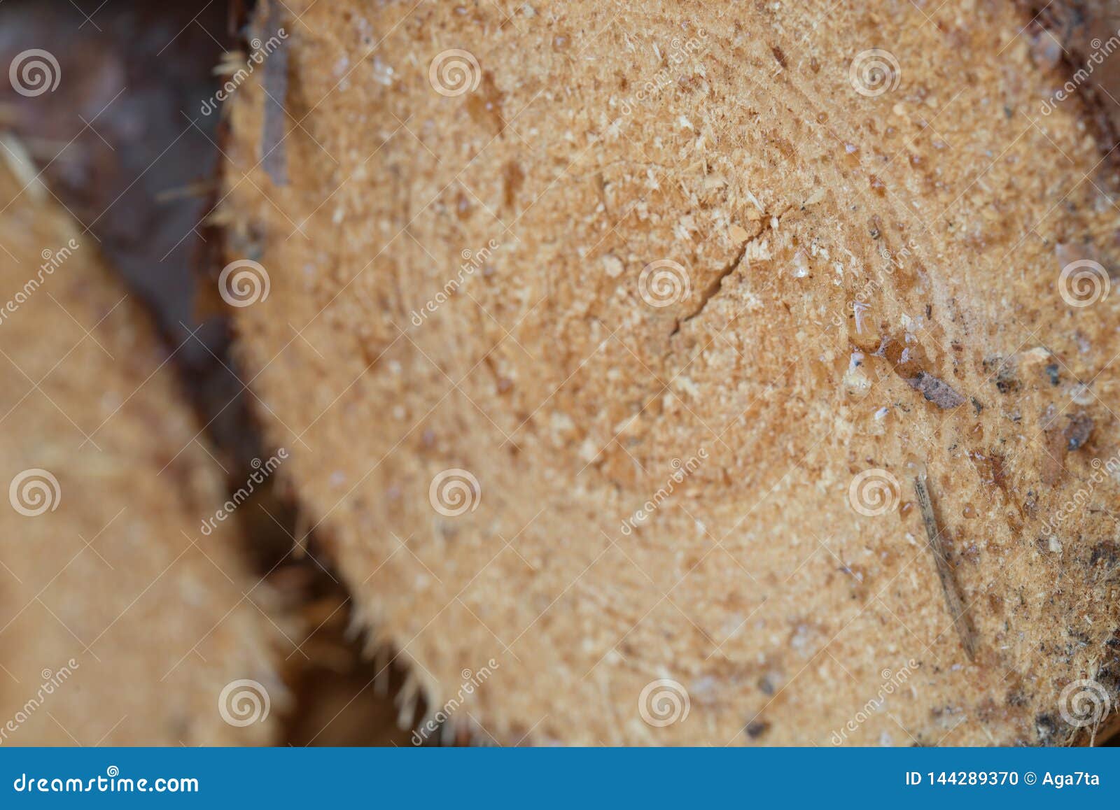 Resin on cut pine tree stock photo. Image of macro, environment - 144289370