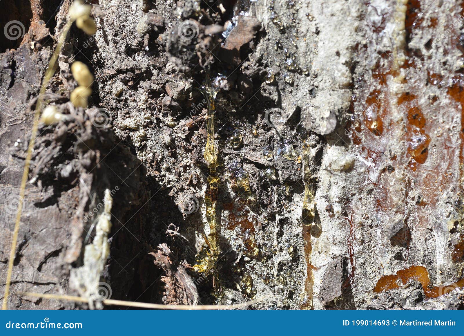 Resin Dripping from the Bark of a Mediterranean Pine Stock Image ...