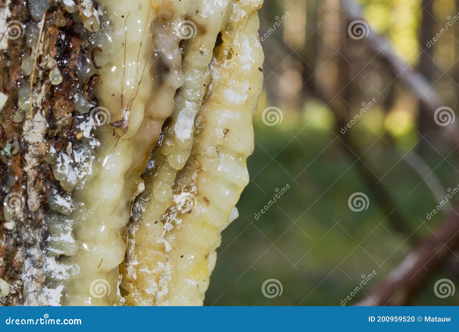 Resin Dripping from a Pine Tree Stock Photo - Image of sticky, wound ...