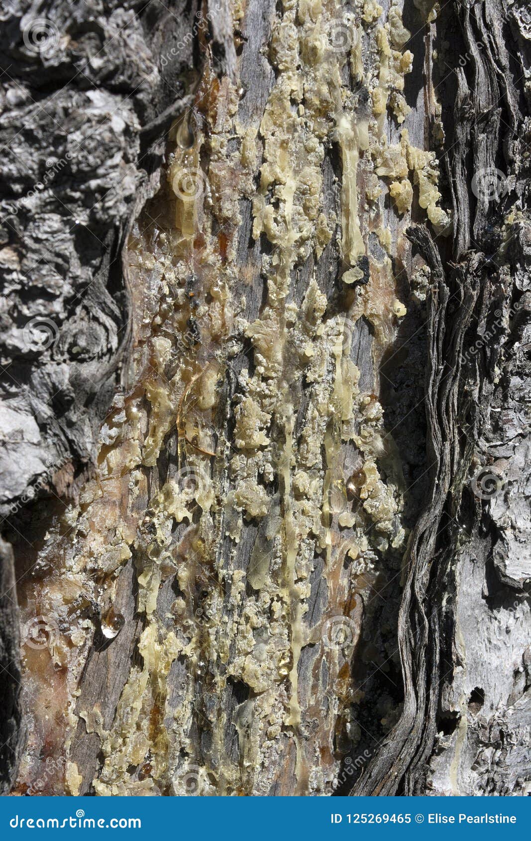 Resin Dripping from the Trunk of a Pine Tree in Nevada Stock Image ...