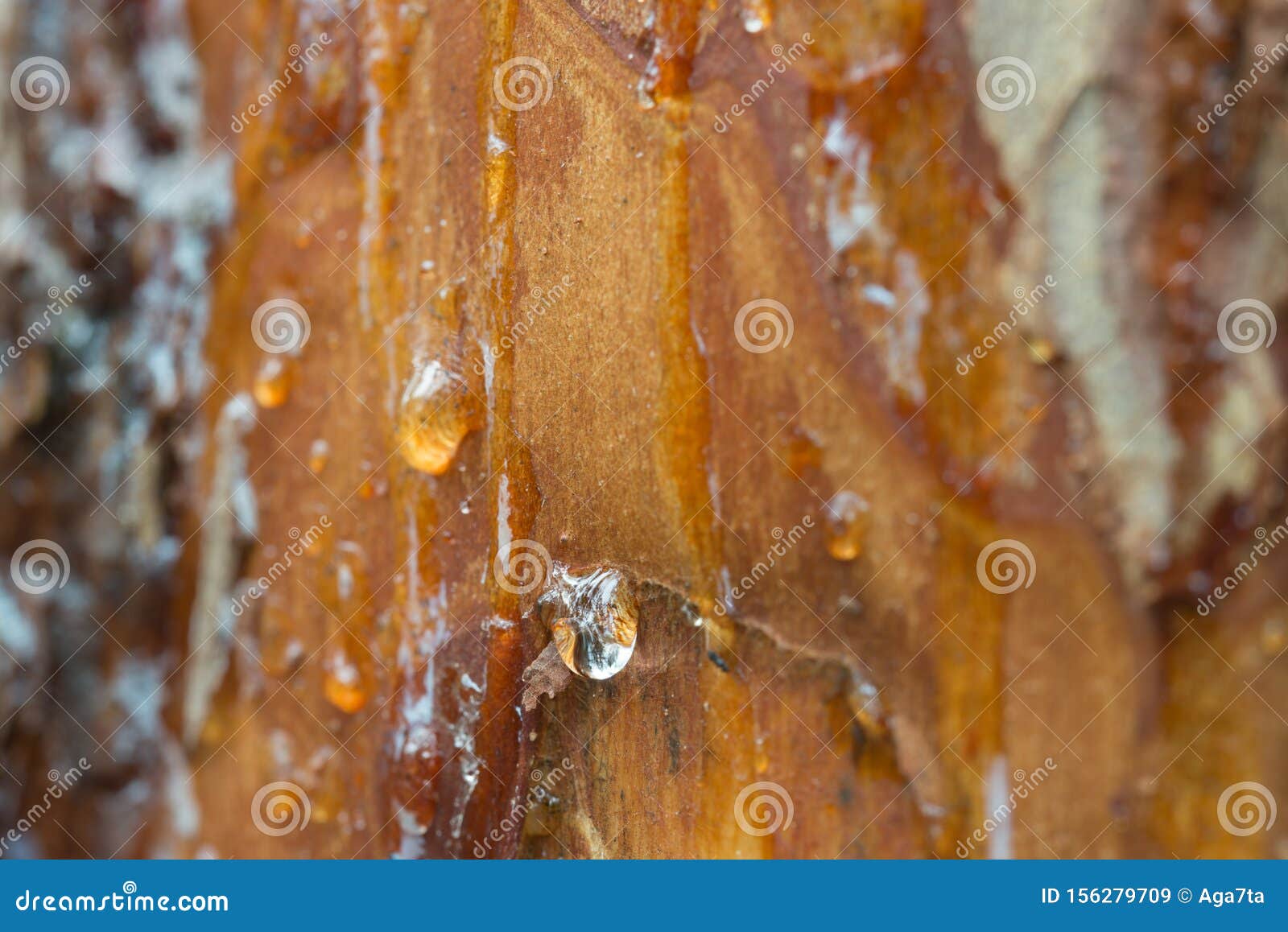 Resin Drop on Pine Tree Trunk Stock Image - Image of material, nature ...