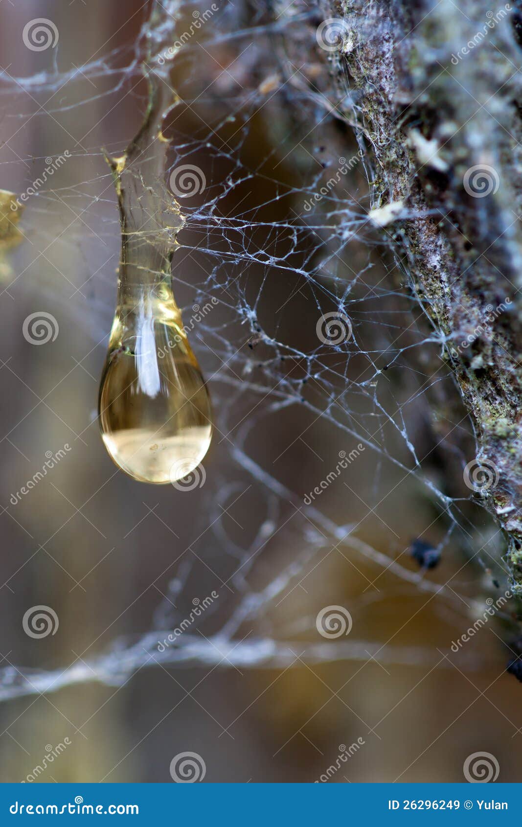 Resin drops stock image. Image of amber, chemical, macro - 26296249