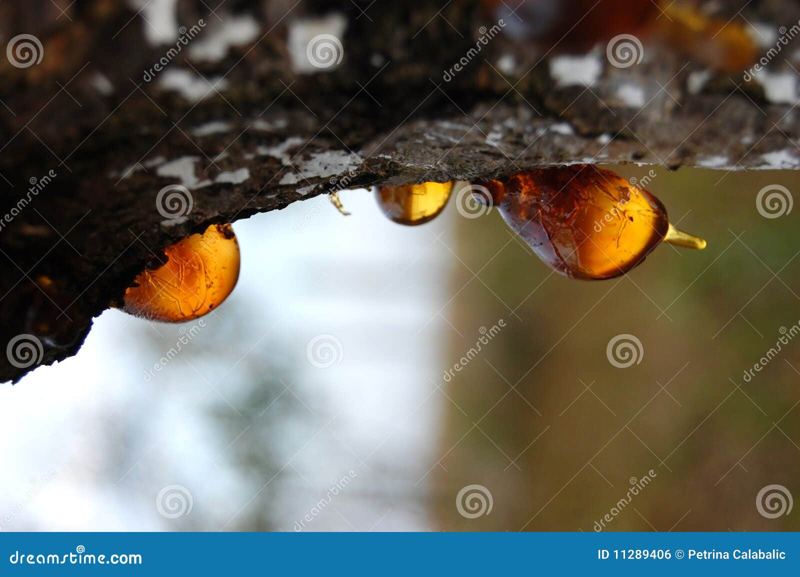 Resin drops / amber stock photo. Image of resin, orange - 11289406