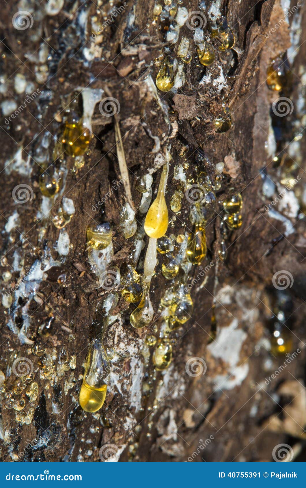 Resin drops stock image. Image of wood, resin, tree, drop - 40755391