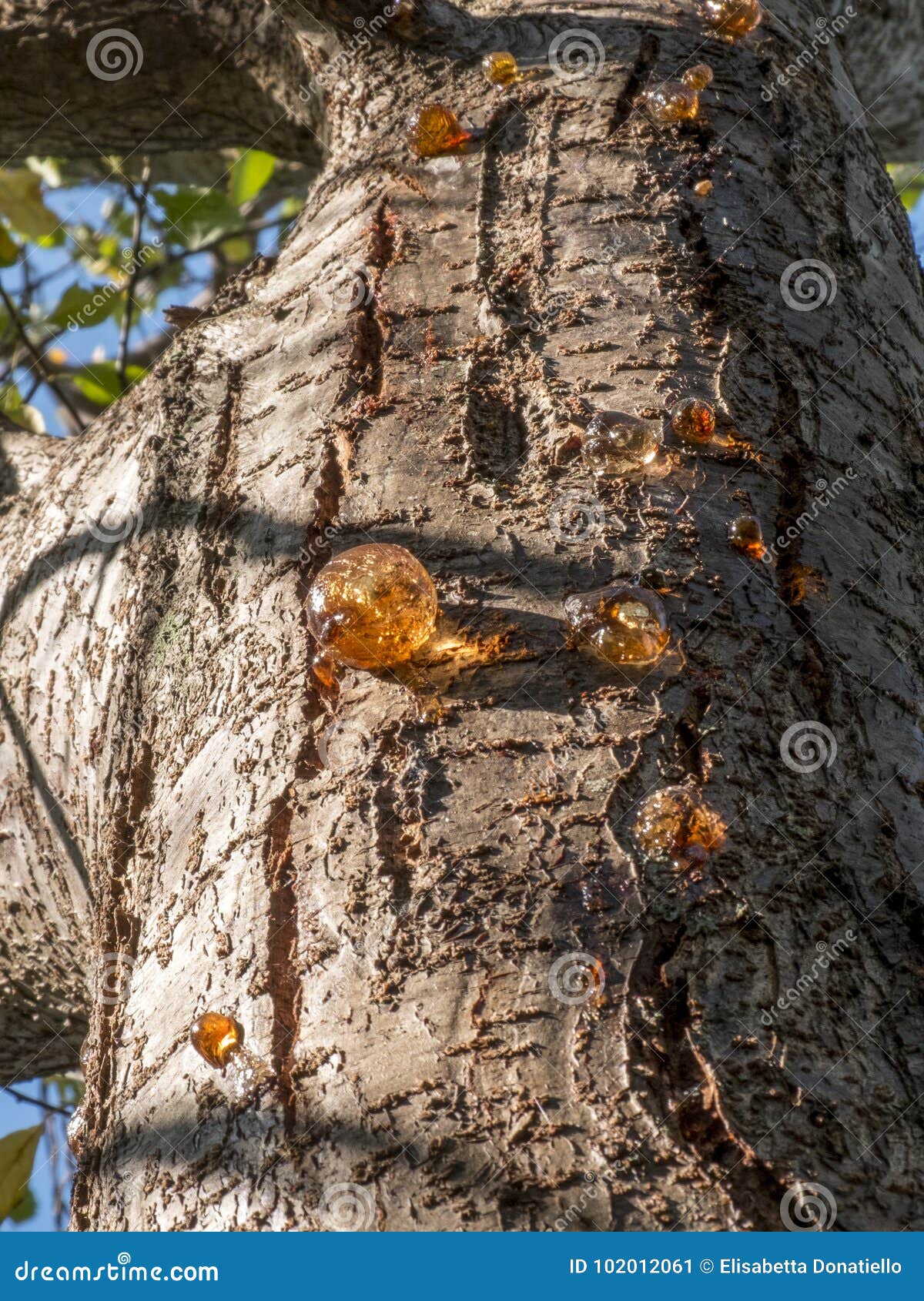 Resin Drops on Tree Trunk Seen from Below. Stock Image - Image of trunk ...