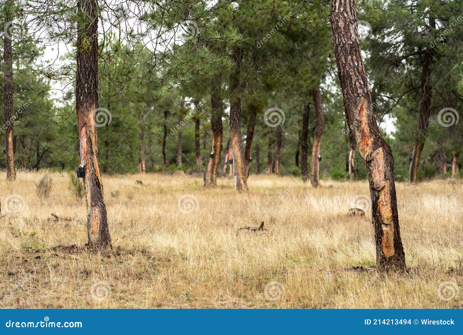 Resin Extraction in a Resin Pine Forest Stock Photo - Image of tree ...