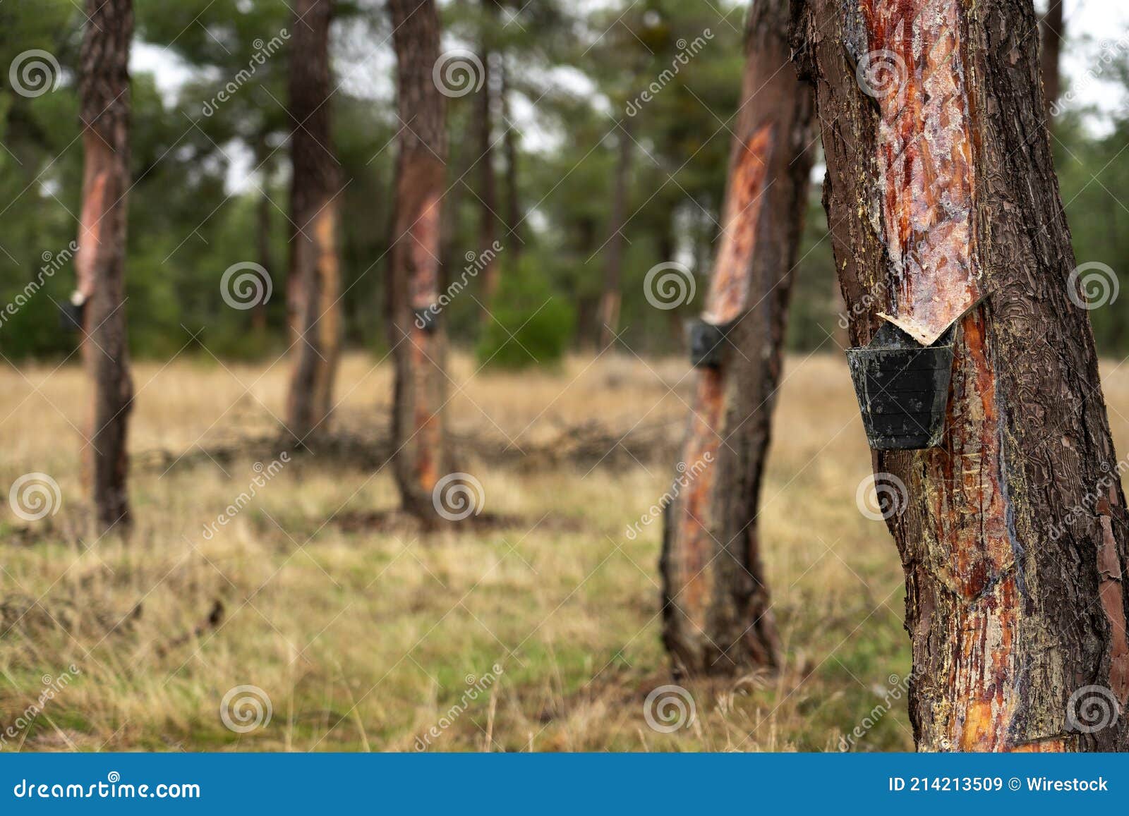Resin Extraction in a Resin Pine Forest Stock Image - Image of ...