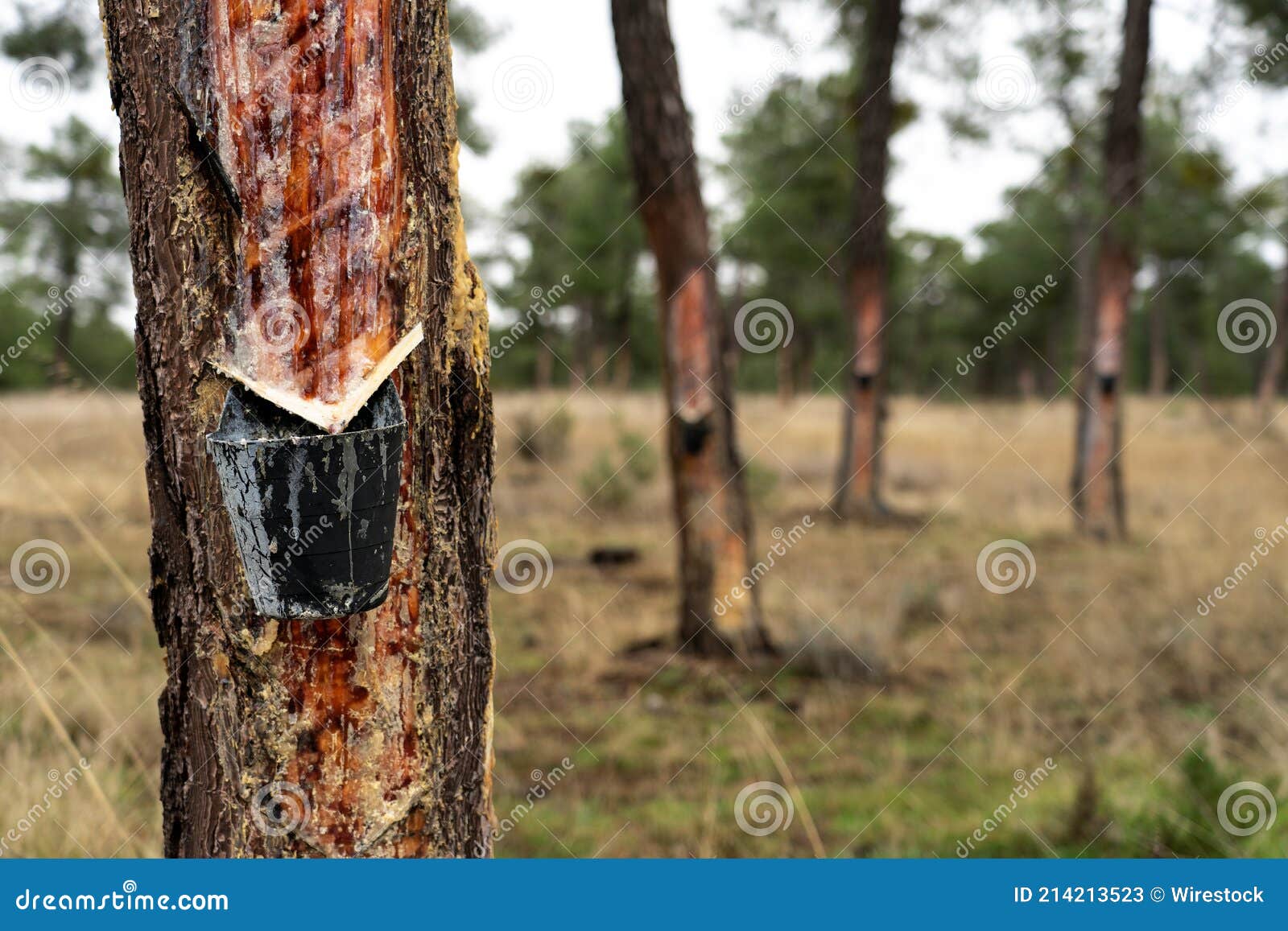 Resin Extraction in a Resin Pine Forest Stock Image - Image of wood ...