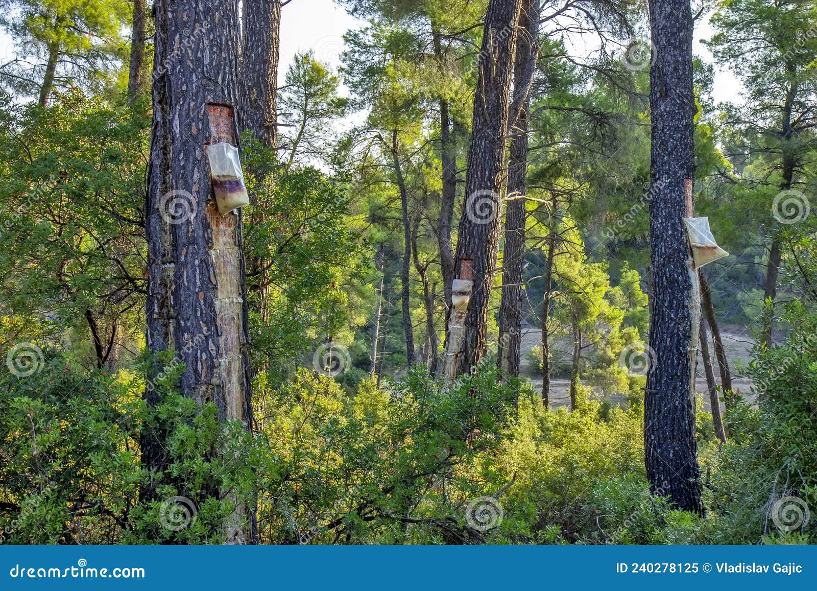 Resin Extraction of Pine Tree Stock Image - Image of dense, forest ...
