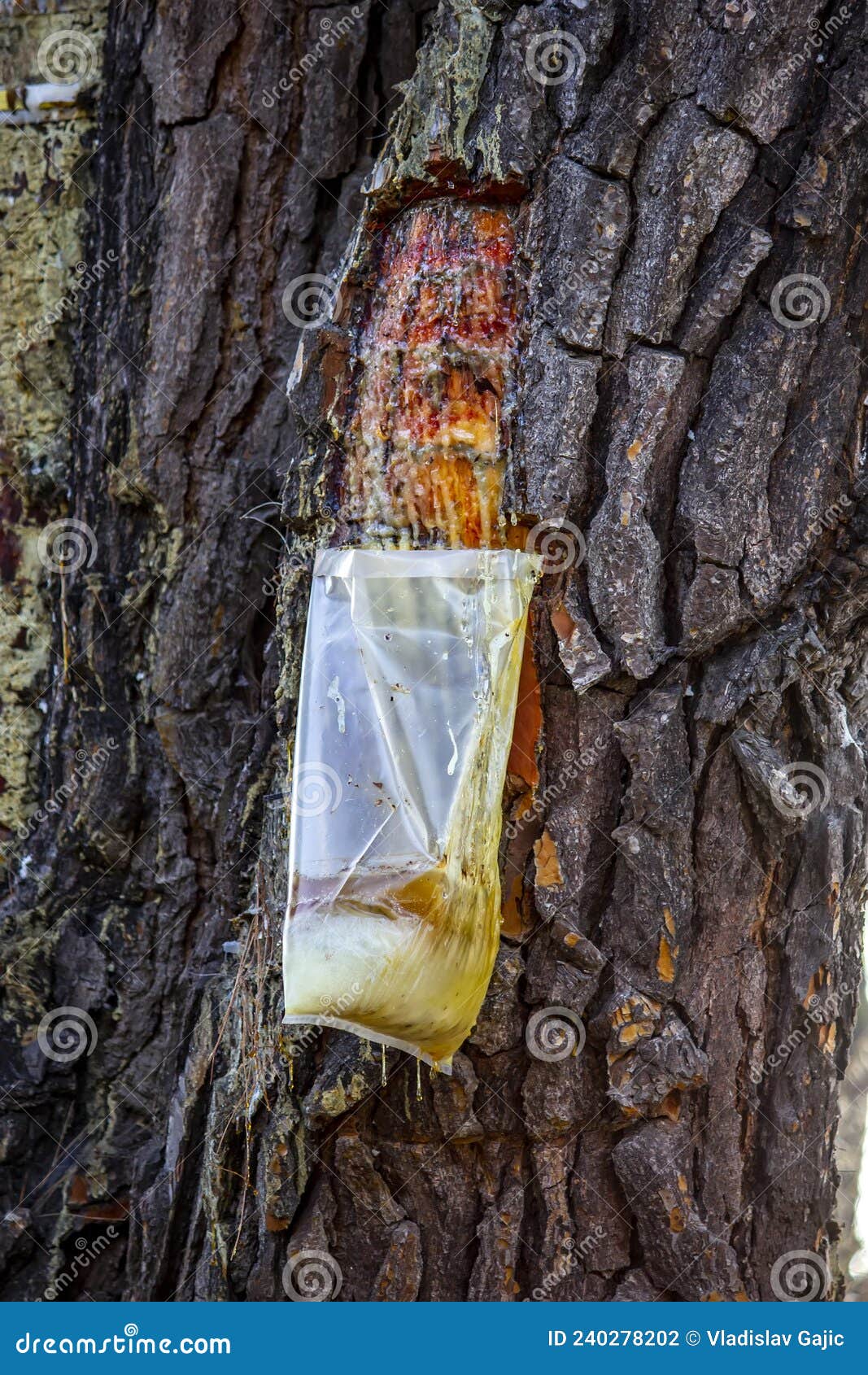 Resin Extraction of Pine Tree Stock Photo - Image of aromatic, natural ...