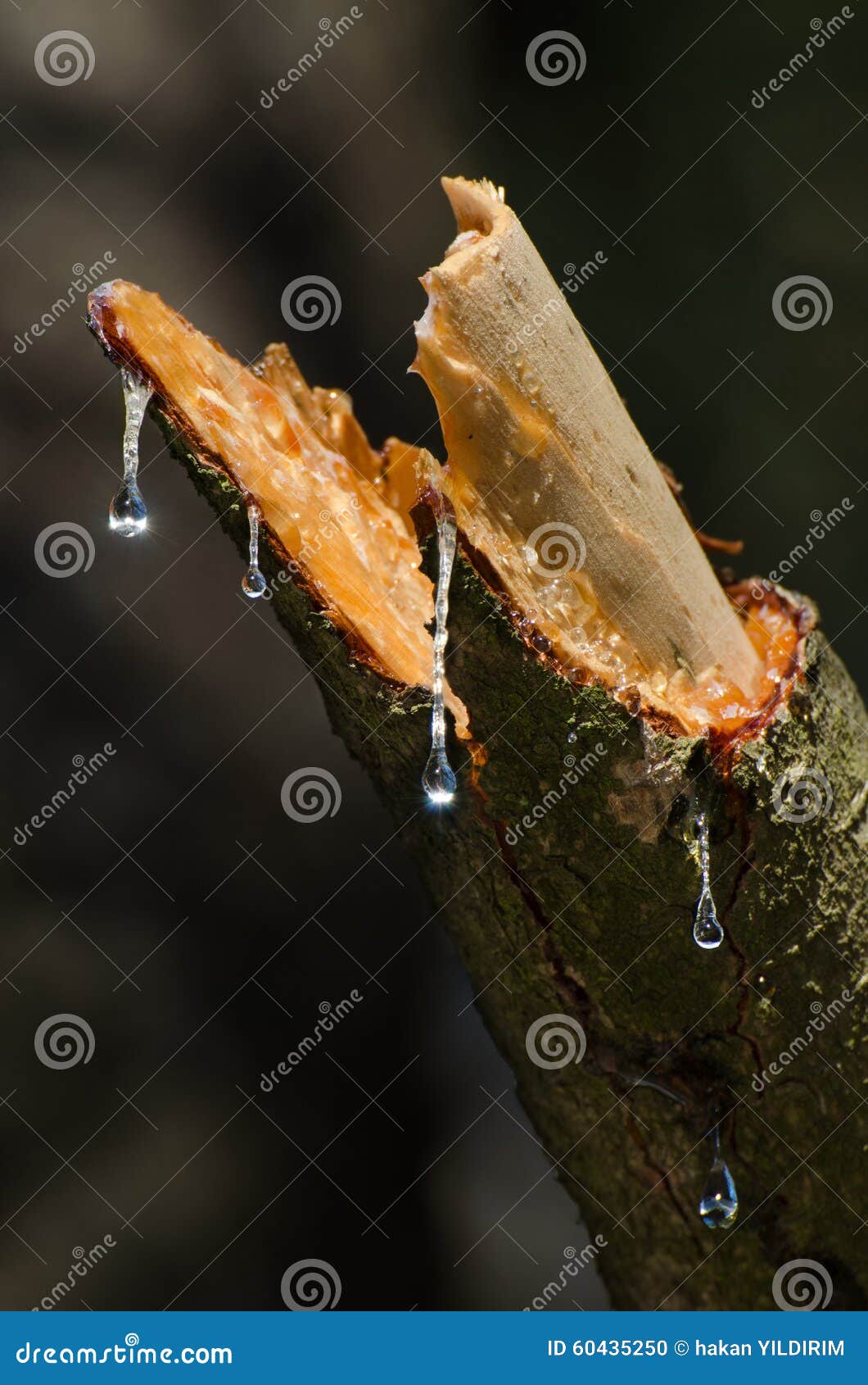 Resin flow stock photo. Image of natural, forest, outdoor - 60435250