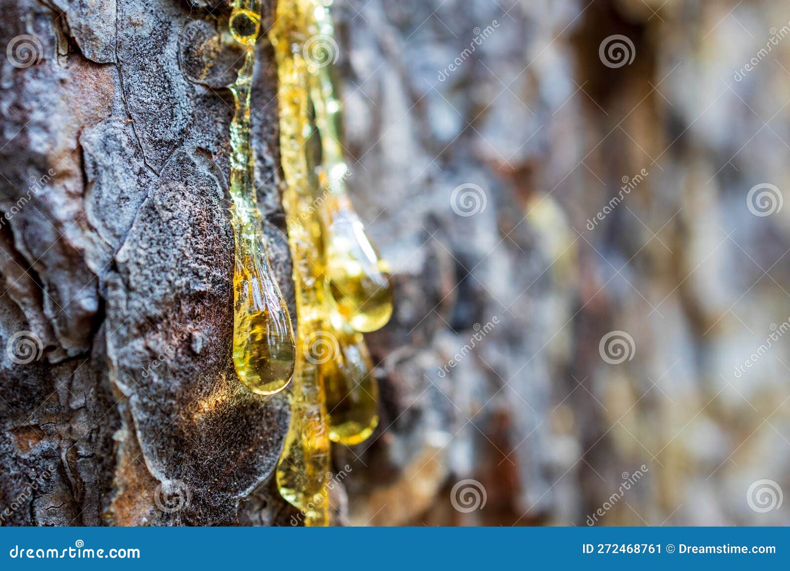 Resin Flowing Down the Pine Tree Trunk, Resin on the Bark. Transparent ...
