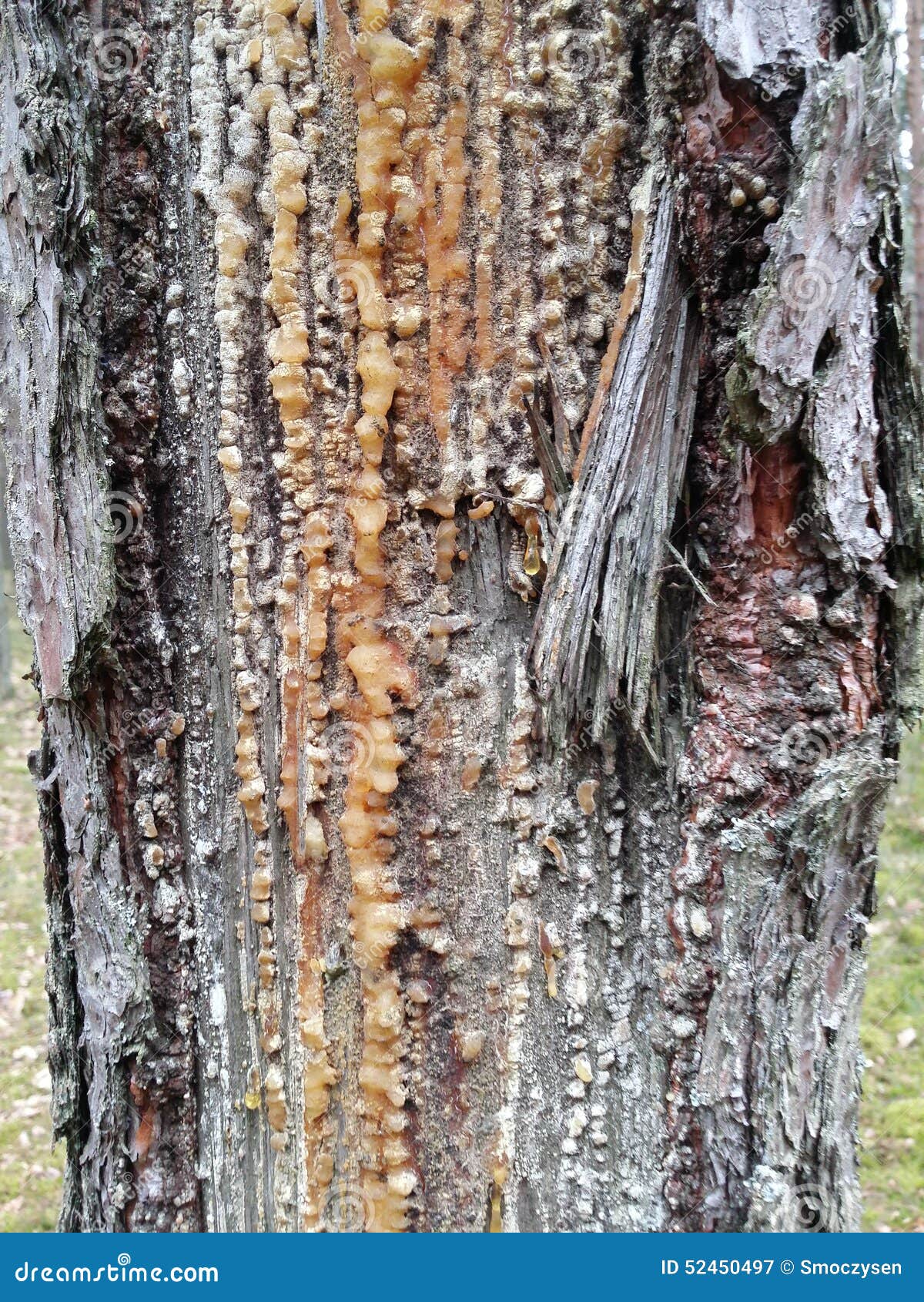 Resin stock image. Image of tree, flora, bark, nature - 52450497