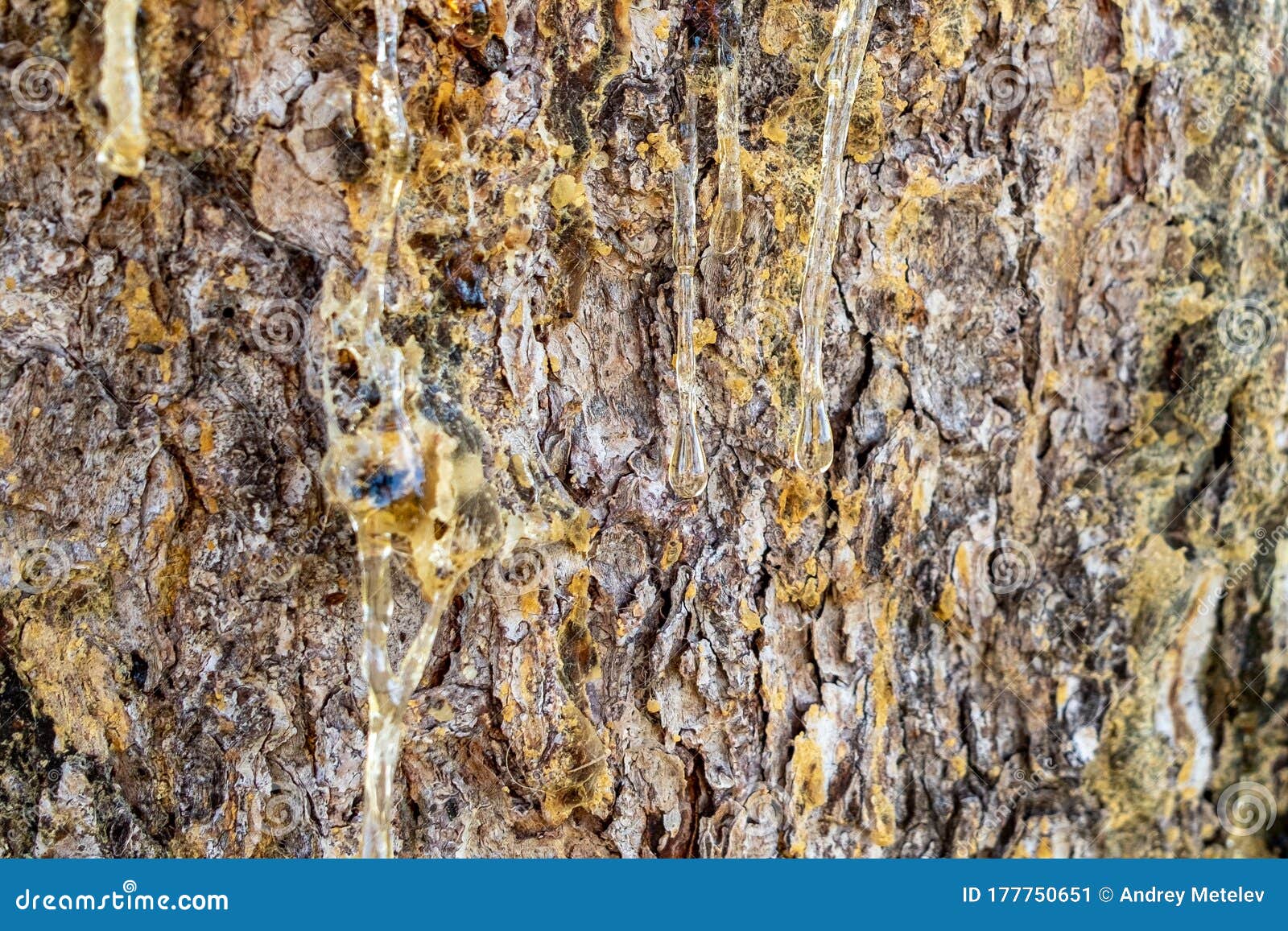 Resin Flows from a Damaged Tree Fresh Drops Stock Image - Image of ...