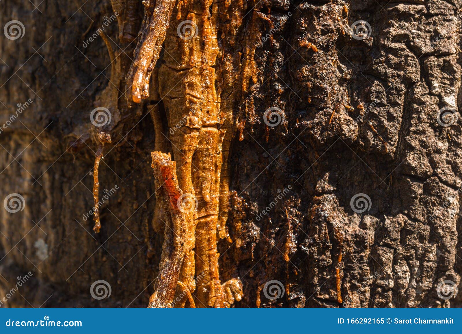 Resin Flows Out of the Tree. Stock Image - Image of fossil, vibrant ...