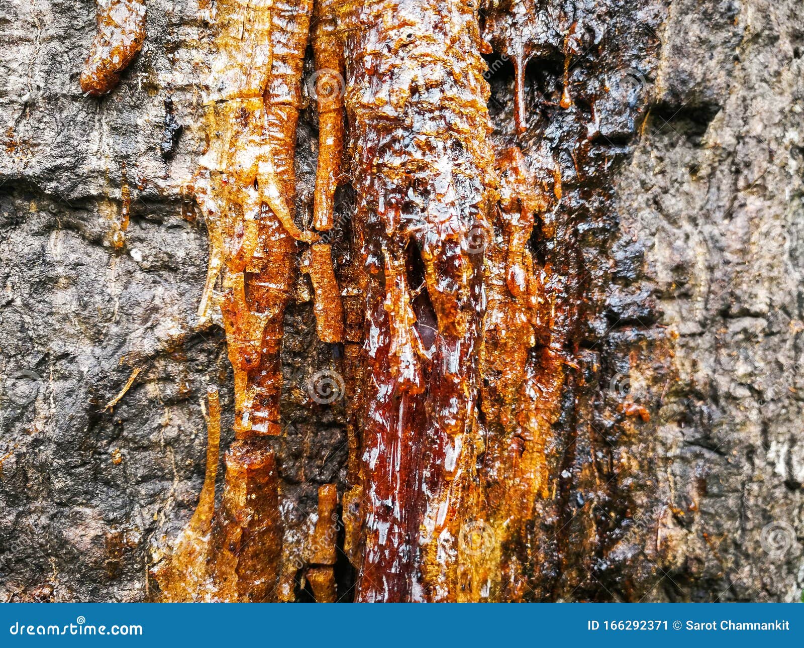 Resin Flows Out of the Tree. Stock Image - Image of nature, resin ...