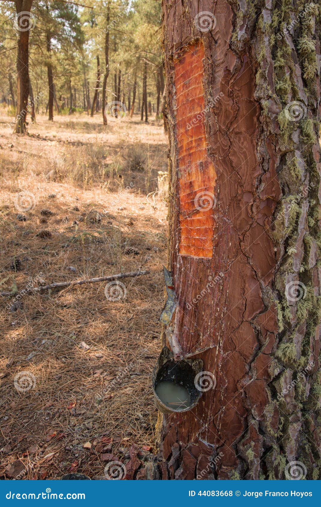 Resin harvesting stock photo. Image of pine, reservoir - 44083668