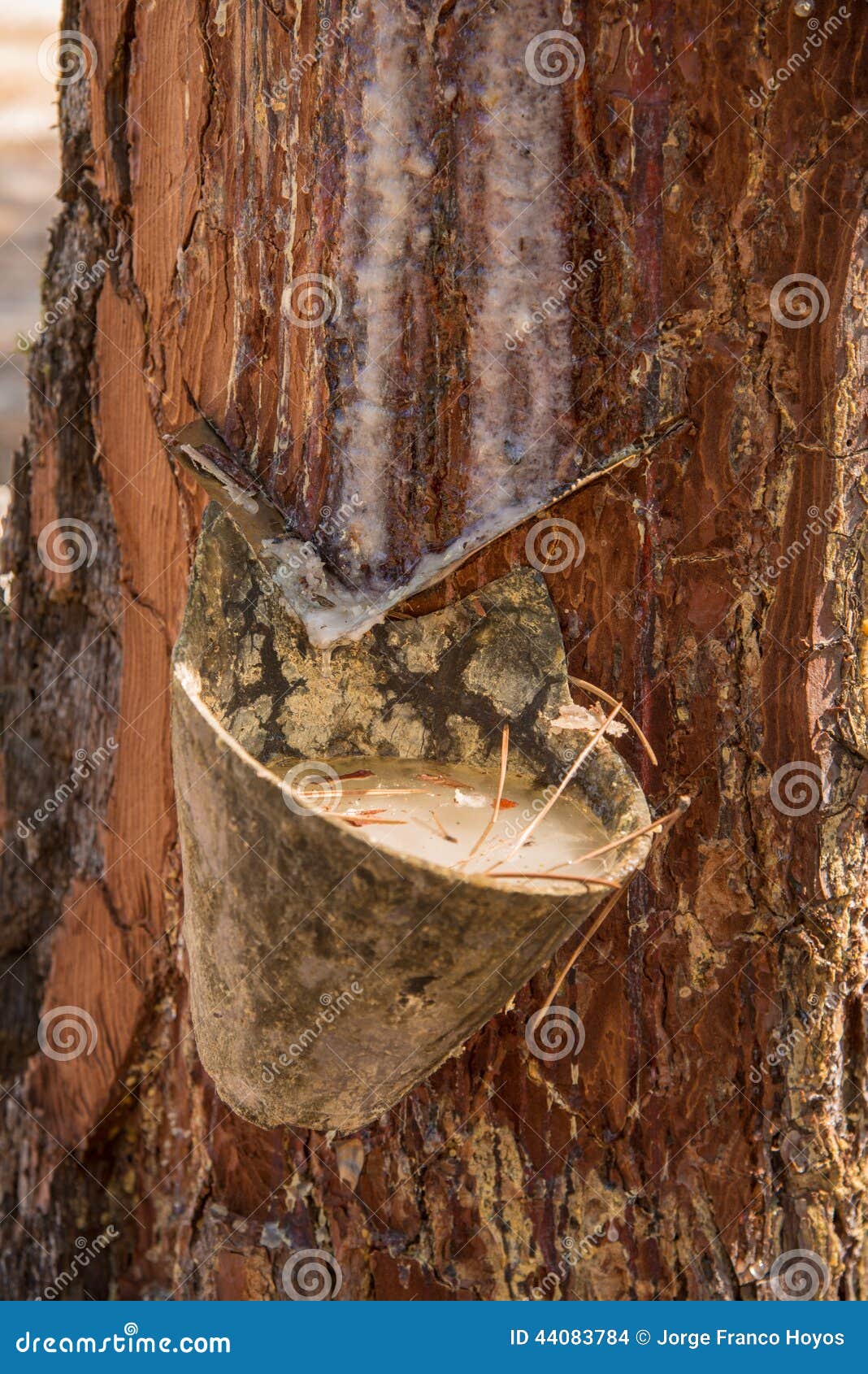 Resin harvesting stock photo. Image of stone, plant, trunk - 44083784