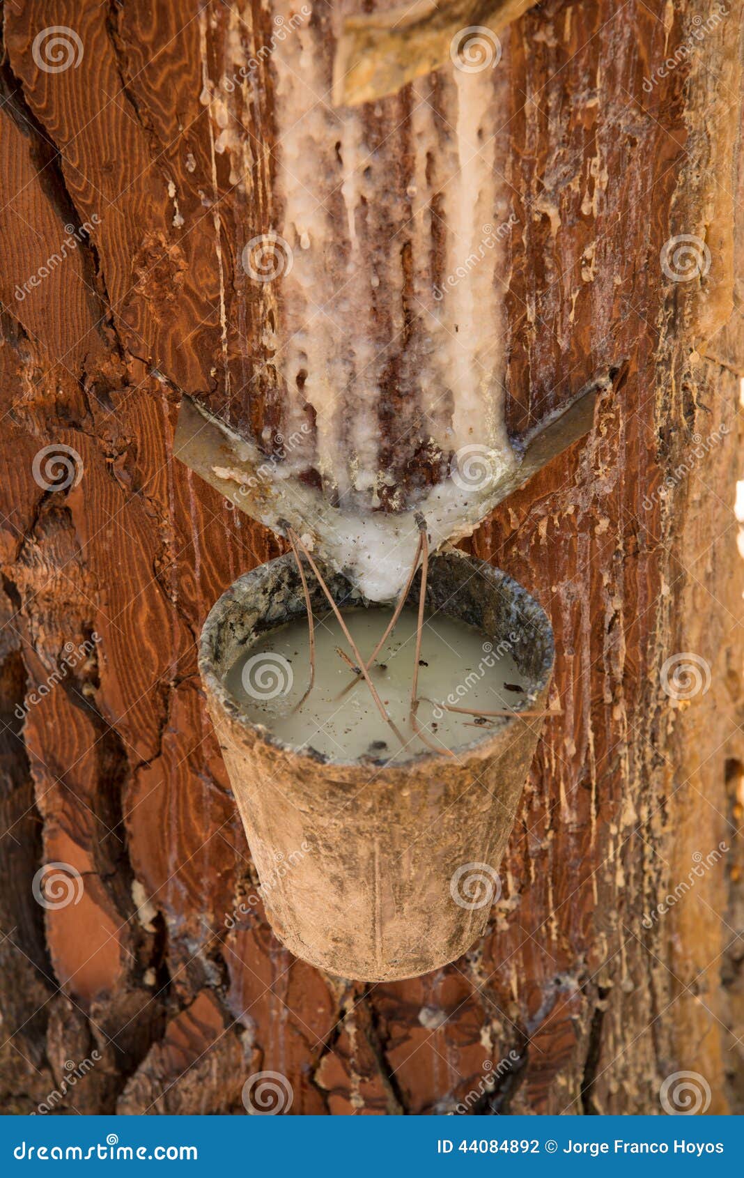 Resin harvesting stock photo. Image of extraction, plant - 44084892
