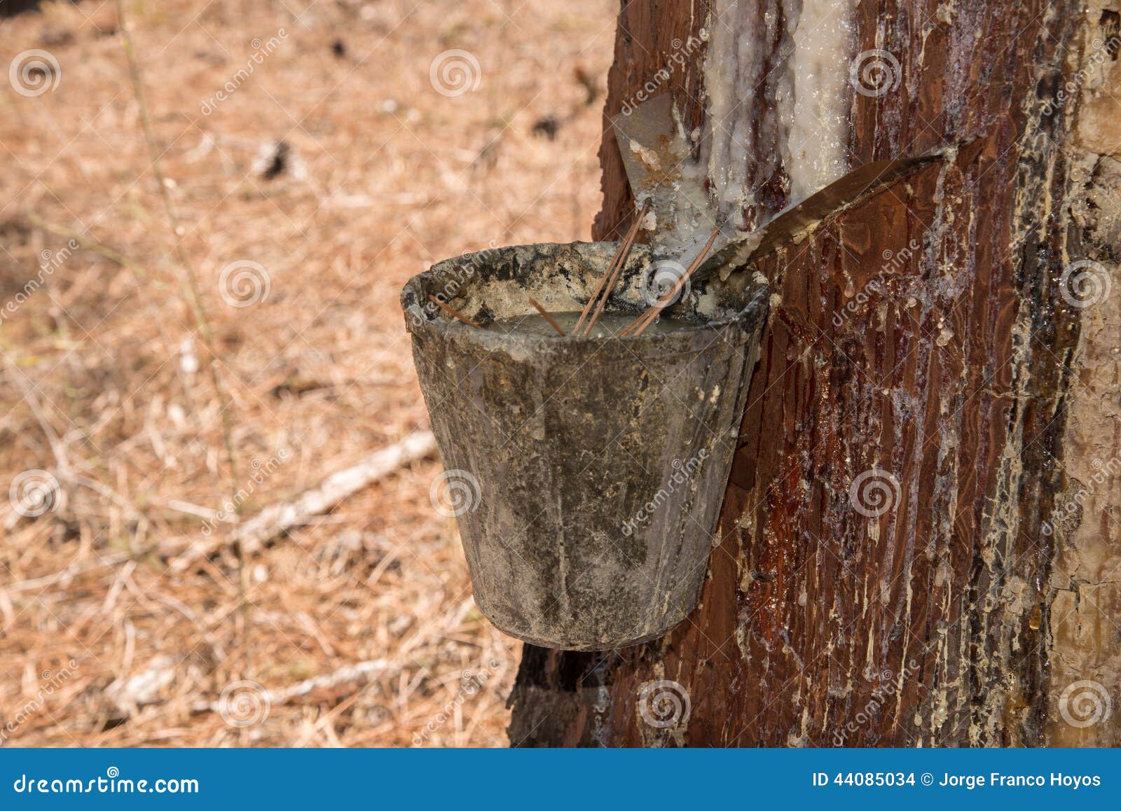 Resin harvesting stock photo. Image of adhesive, pinea - 44085034