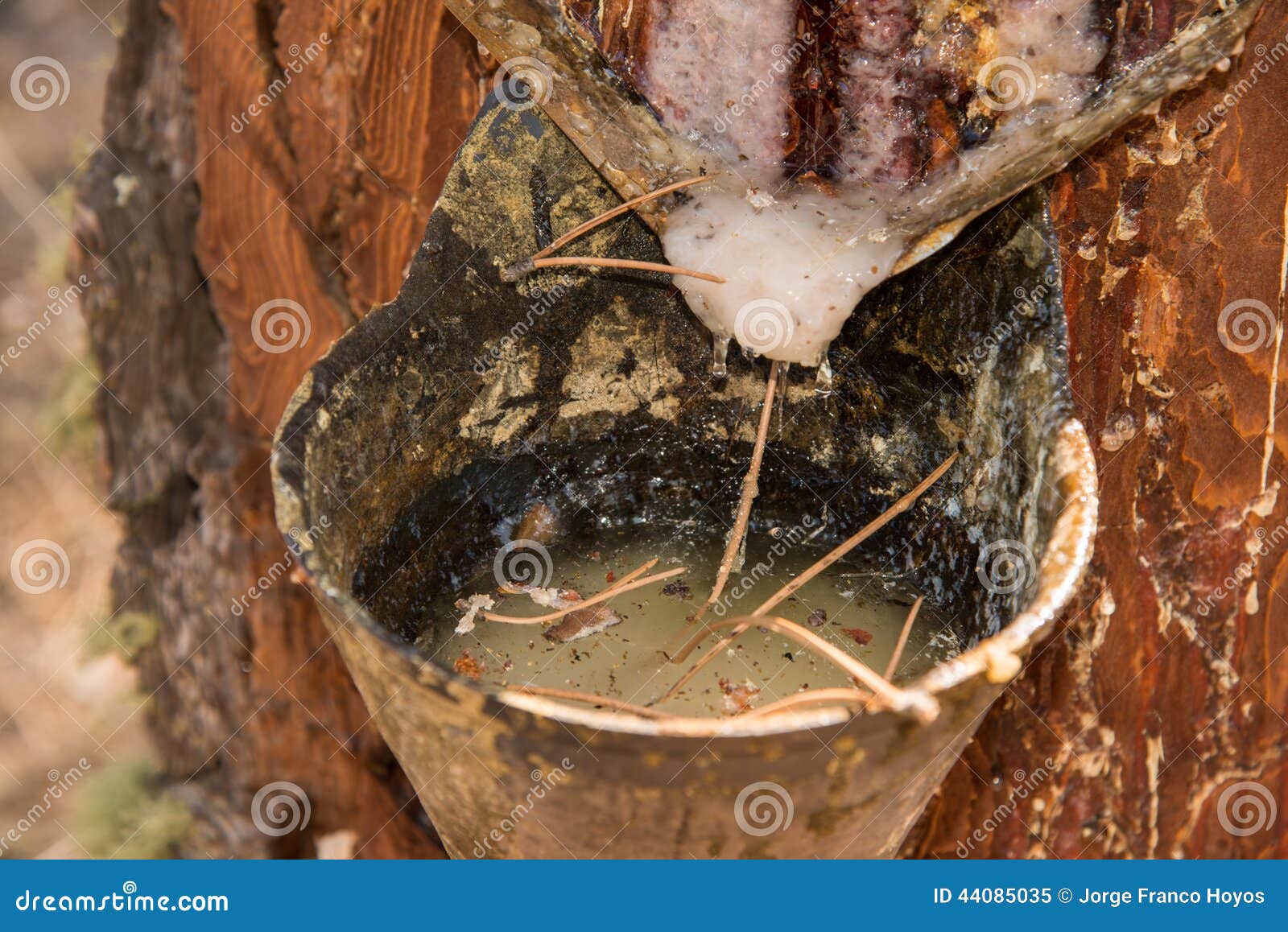 Resin harvesting stock image. Image of extraction, summer - 44085035