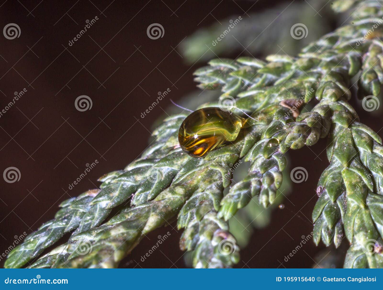 Resin upon a Leaf of Pine Tree Stock Photo - Image of tree, detail ...