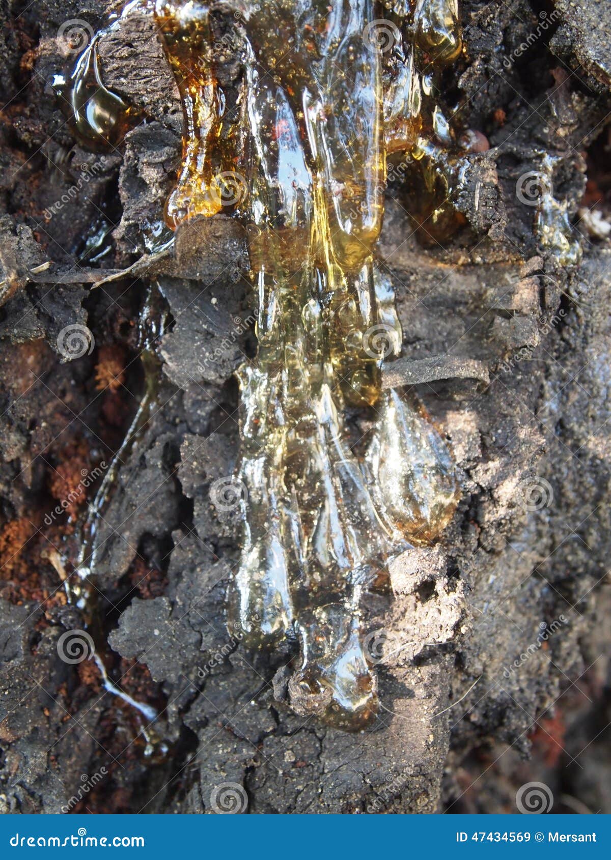 Resin stock image. Image of nature, wood, forest, brown - 47434569